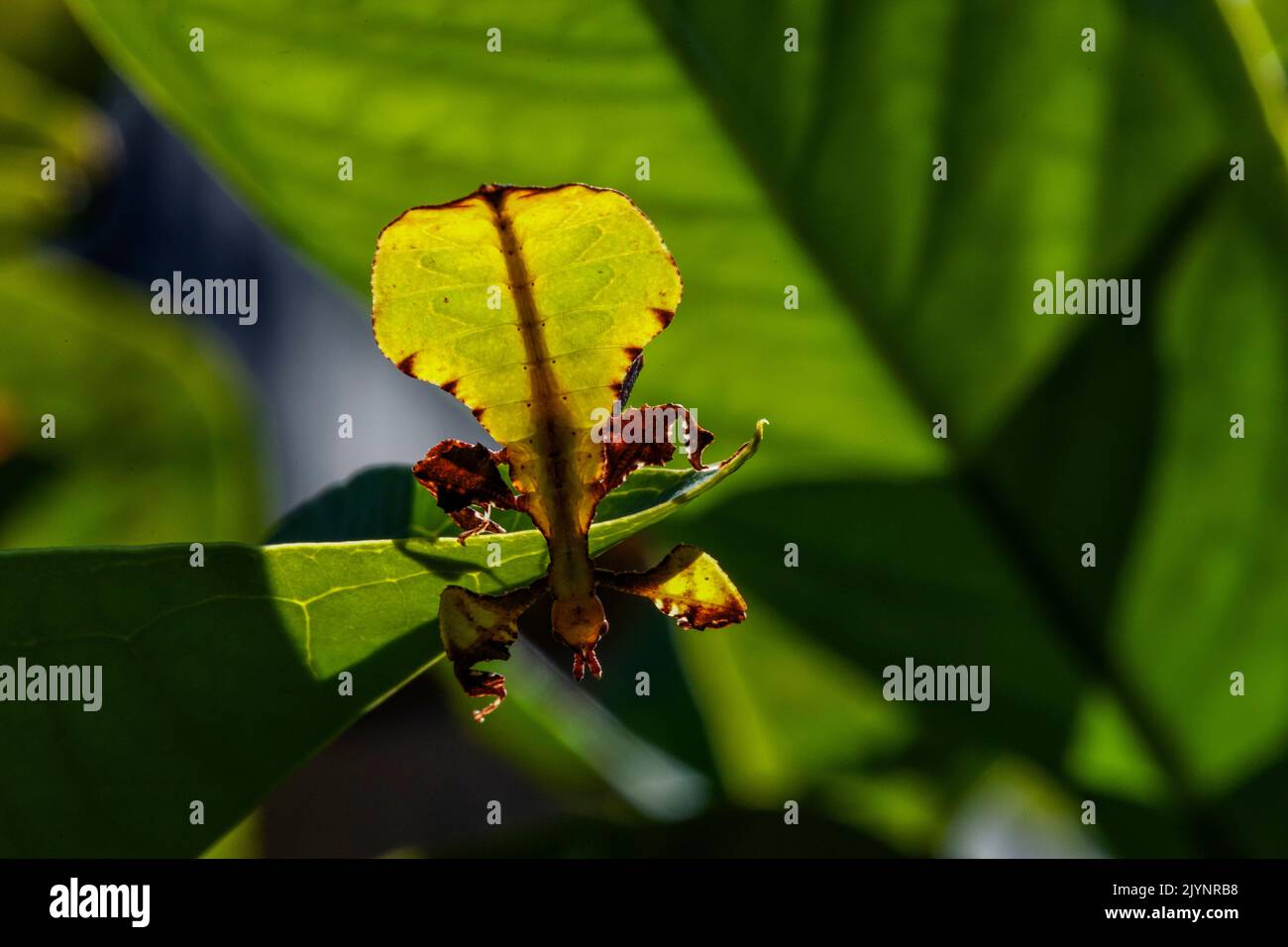 Young leaf insect (Phyllium sp.) under leaf, West Java, Indonesia Stock ...