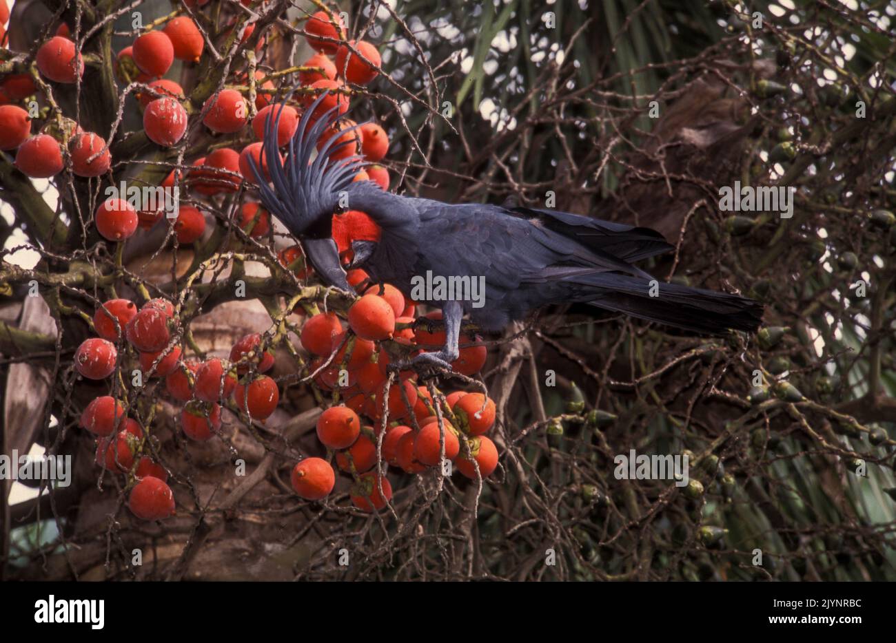 Palm cockatoo (Probosciger aterrimus) on palm with red fruits, Aru ...