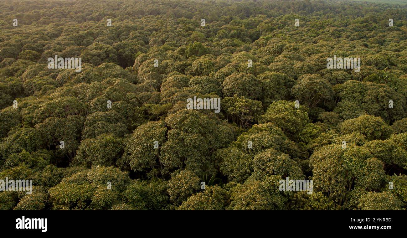 Low land forest, Late afternoon, Jambi, Sumatra, Indonesia Stock Photo ...