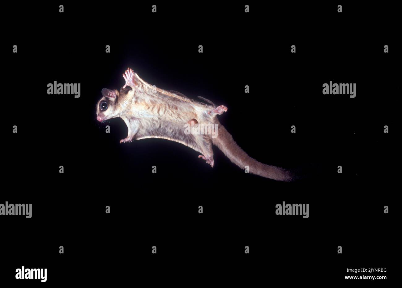 SugarGlider (Petaurus breviceps) gliding, West Papua Stock Photo - Alamy