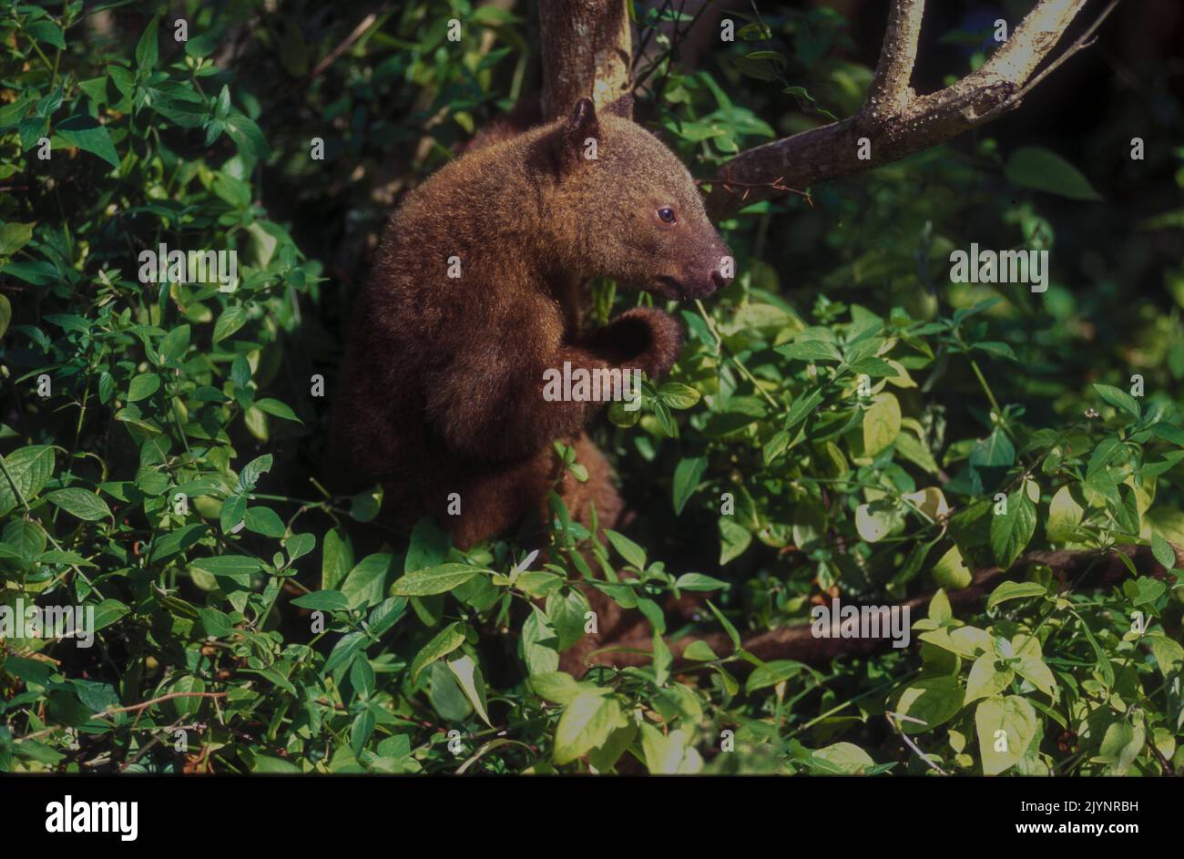 Dorias tree kangaroo hi-res stock photography and images - Alamy
