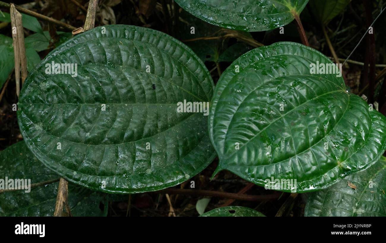 Leaves of Celebes Pepper (Piper ornatum), Sumatra, Indonesia Stock ...