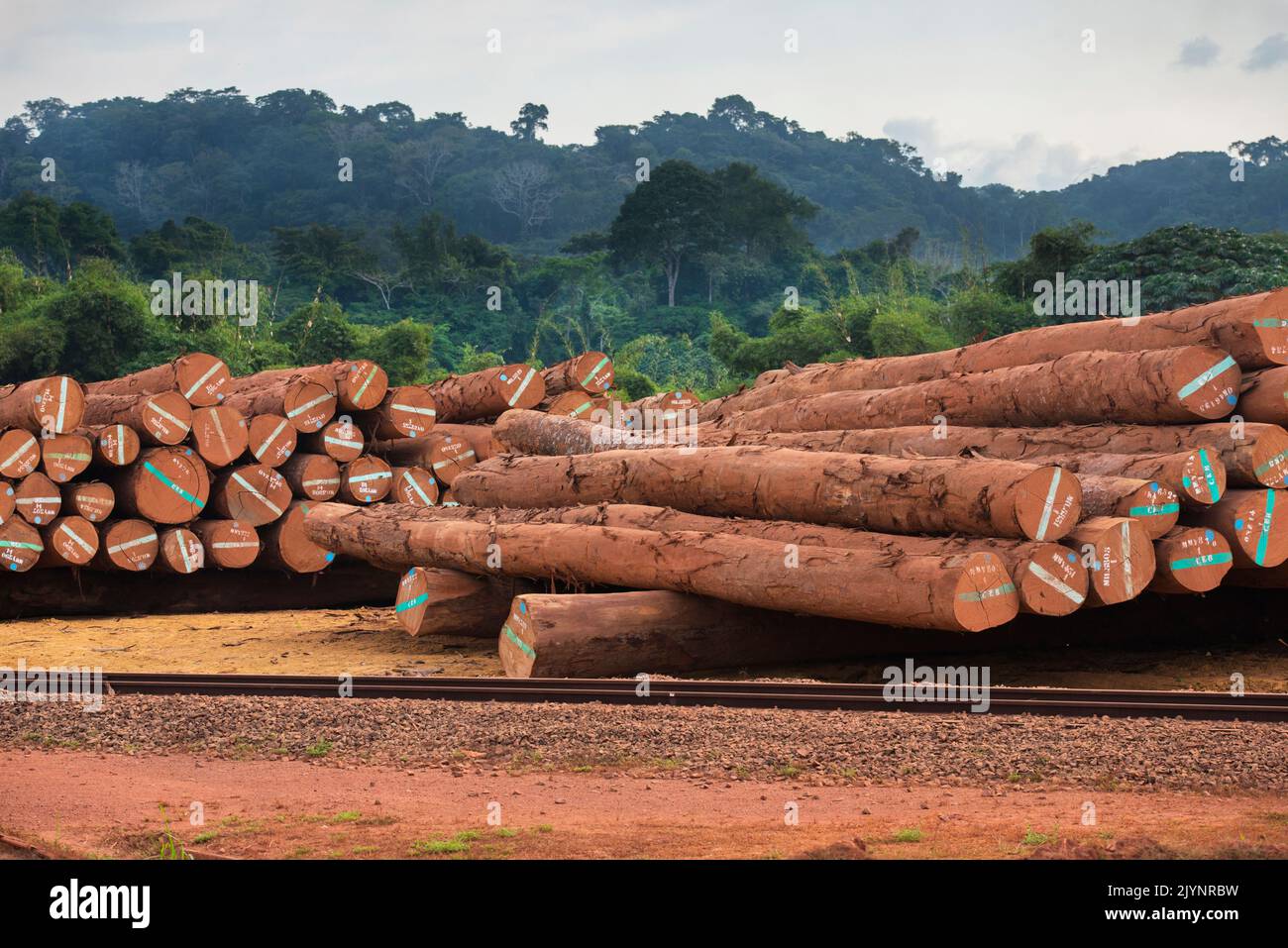 Exploitation of wood (Moabi, kevazingo, ebony,?). Storage and ...