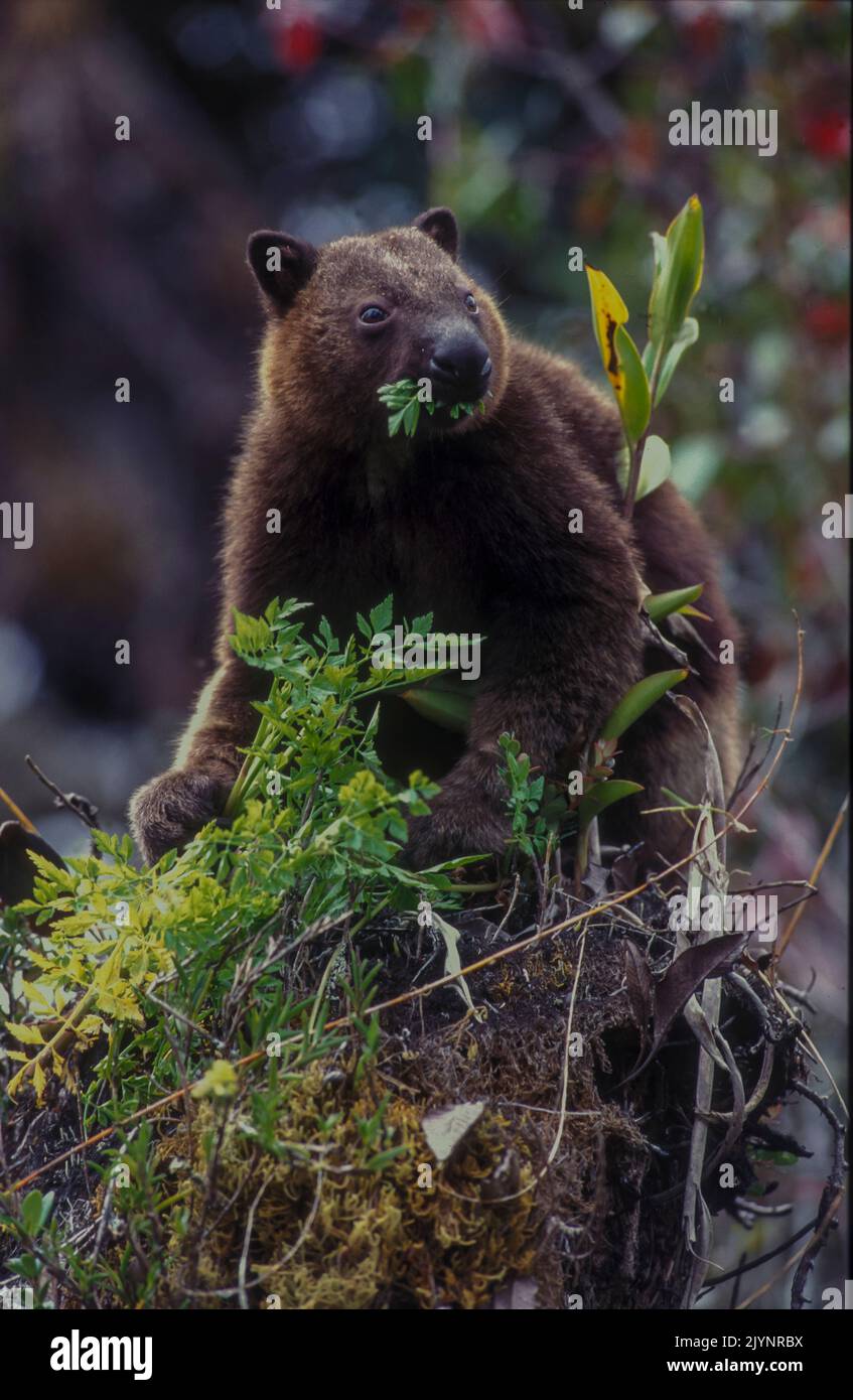 Doria?s Tree Kangaroo (Dendrolagus dorianus) Larye, West Papua ...