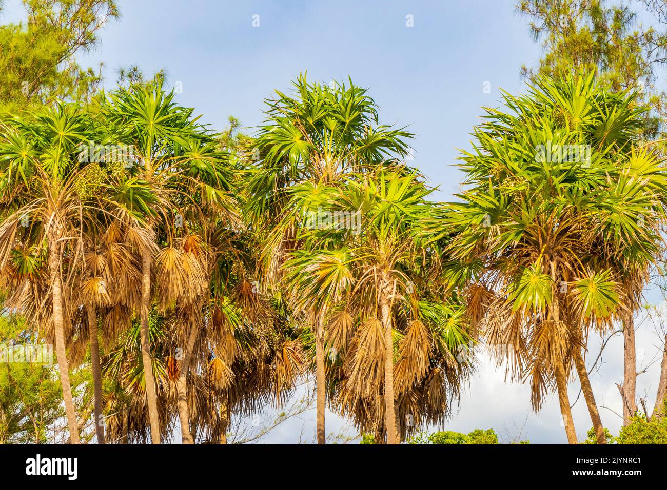 Tropical mexican beach palm trees and fir trees in jungle forest nature ...