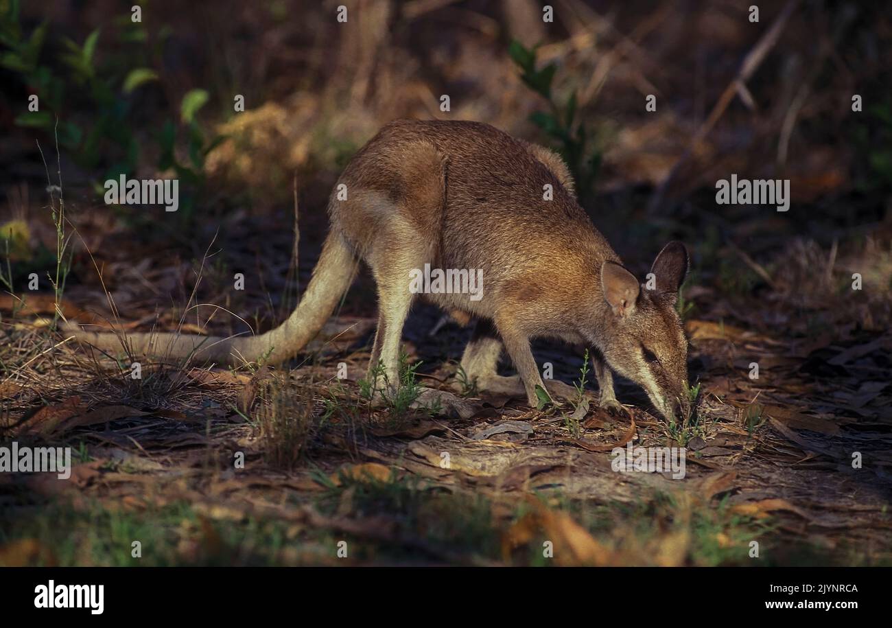 Agile wallaby (Notamacropus agilis) Wasur National Park, West Papua ...