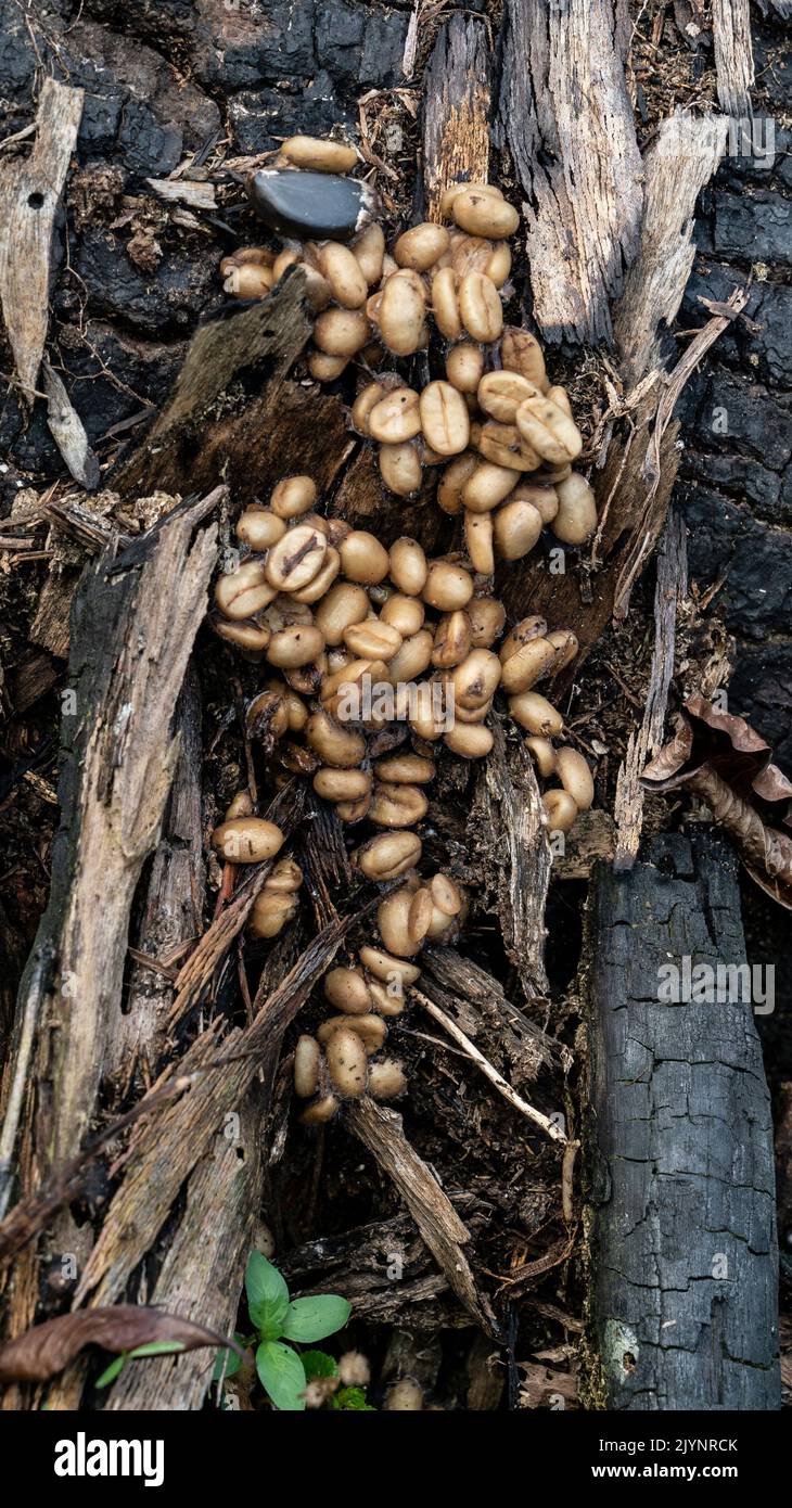 Kopi luwak coffee, Undigested coffee beans in a civet fieces, Batang ...