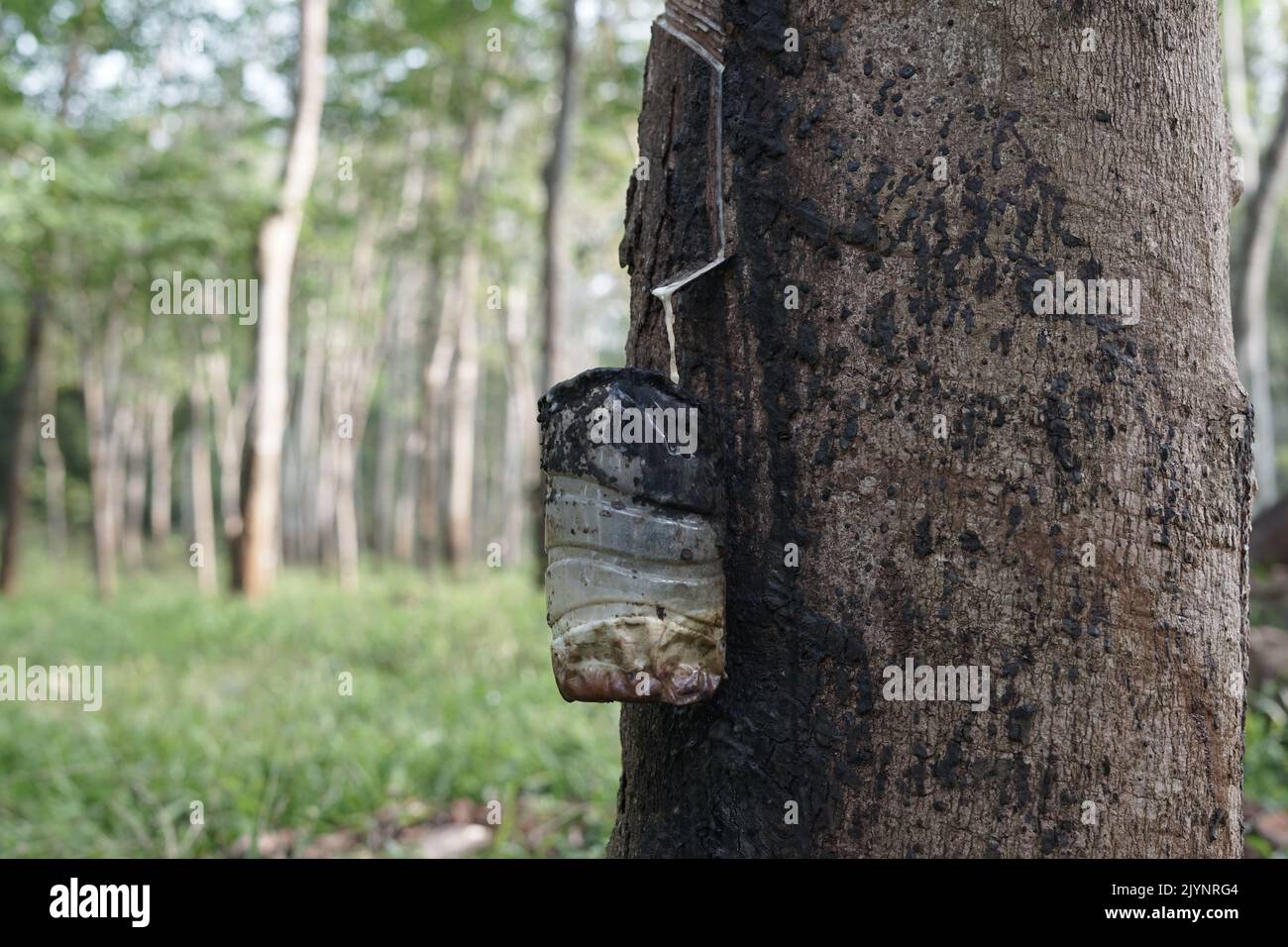 Selective focus of a bottle hang on rubber tree as a rubber sap tapping ...