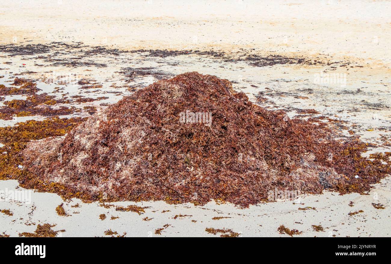 A lot of very disgusting red seaweed sargazo at tropical mexican beach ...