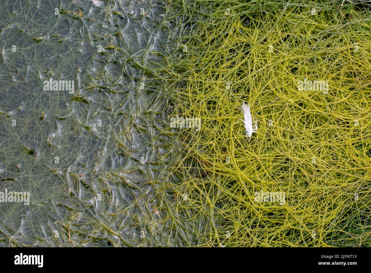 Sea emerald (Chaetomorpha sp.) at the edge of a coastal marsh, Gard ...