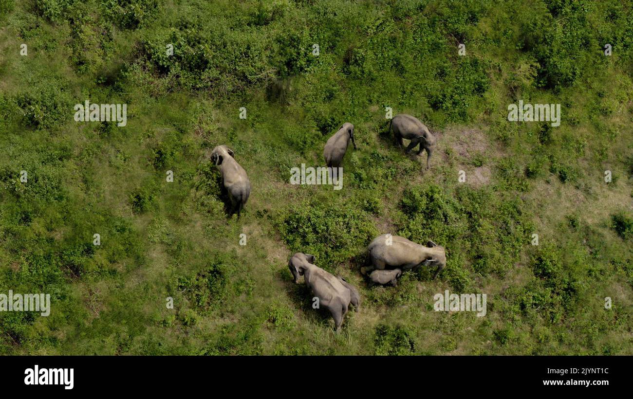 Herd of Sumatran elephants (Elephas maximus sumatranus) Aerial Barumun ...