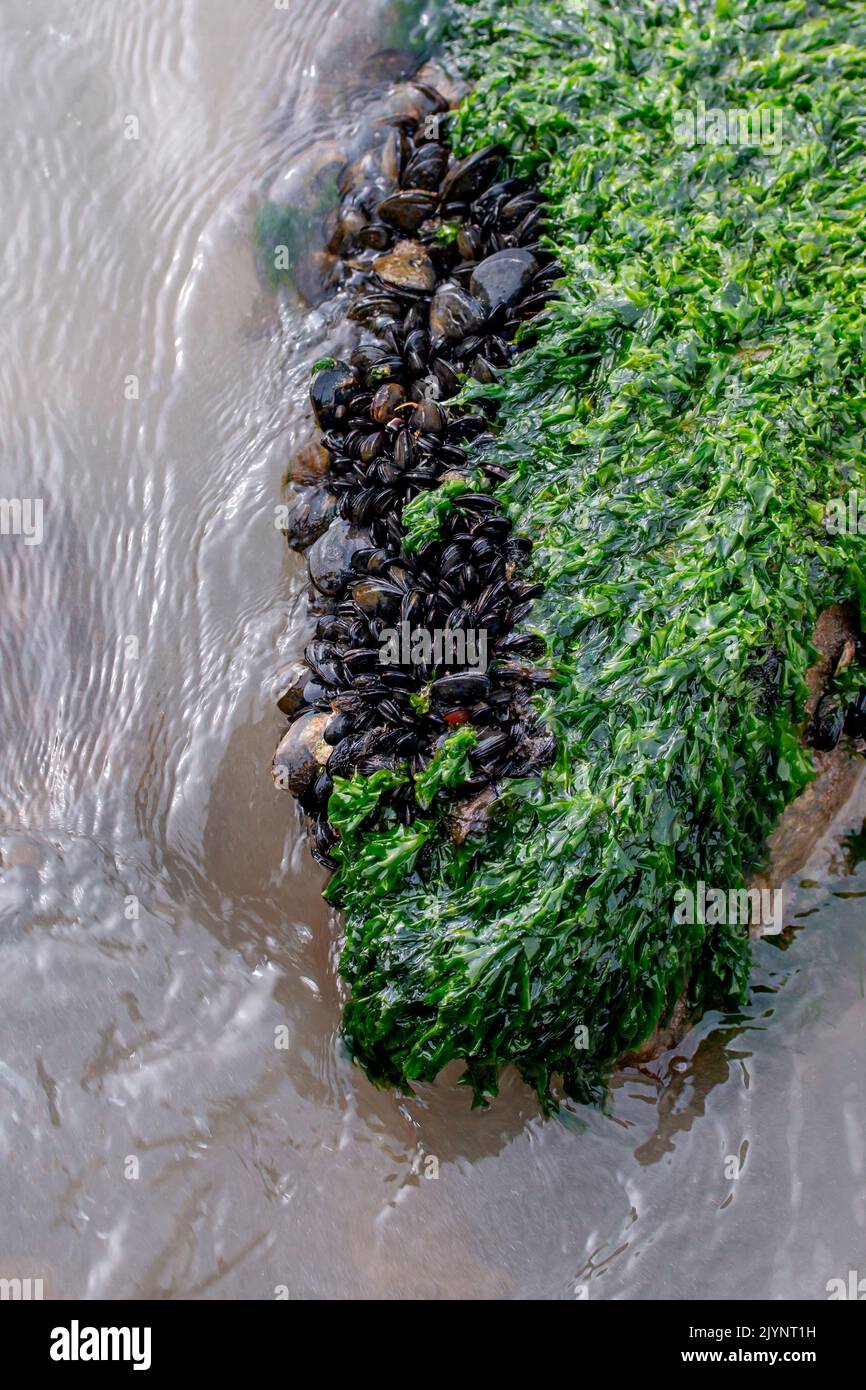 Mussels (Mytilus sp.) and Sea lettuce (Ulva sp.) anchored to a rock ...