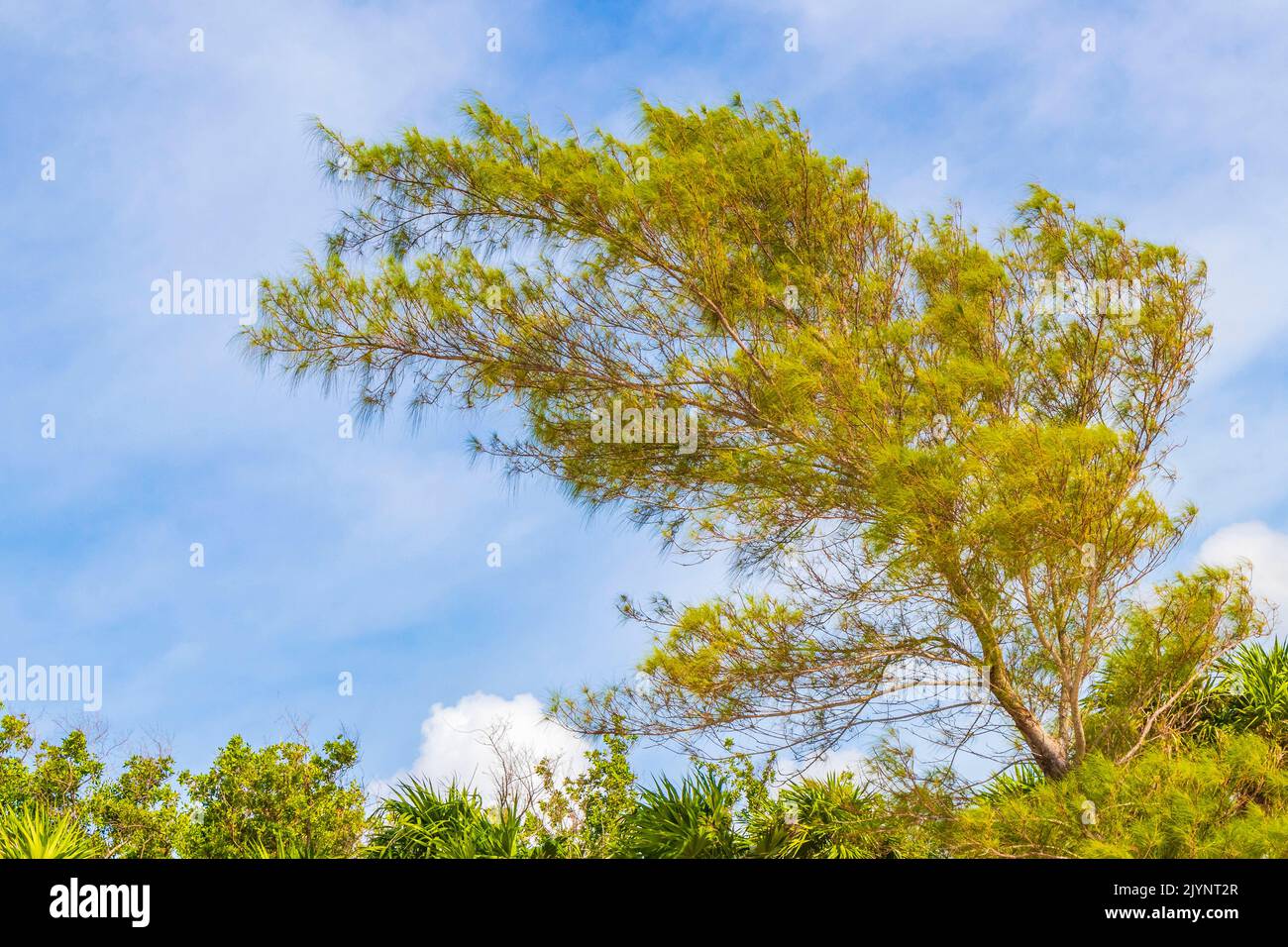 Tropical mexican beach palm trees and fir trees in jungle forest nature ...