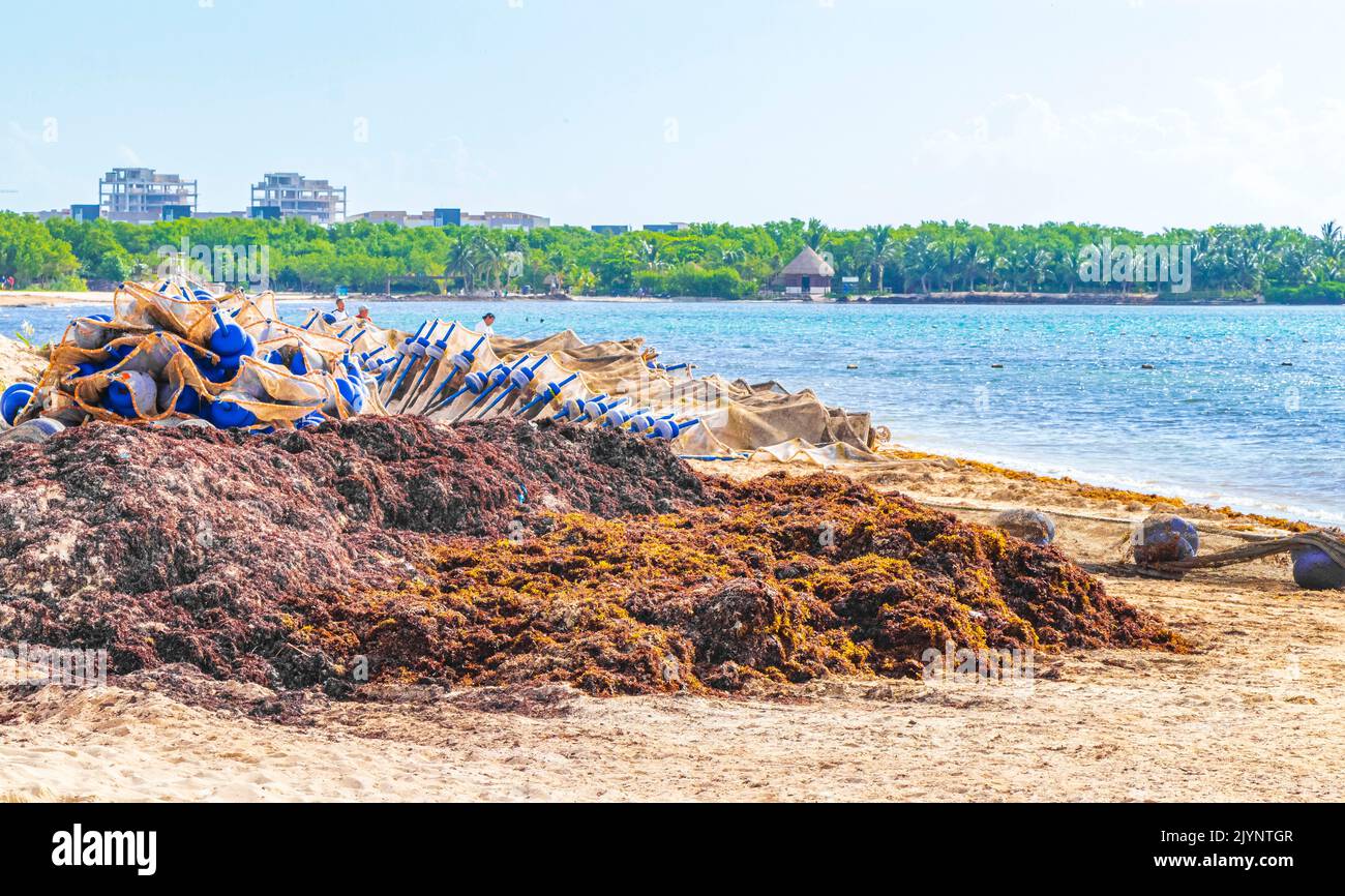 A lot of very disgusting red seaweed sargazo at tropical mexican beach ...