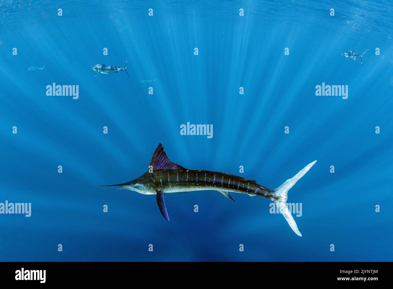 Striped marlin (Tetrapturus audax) feeding on sardine's bait ball ...