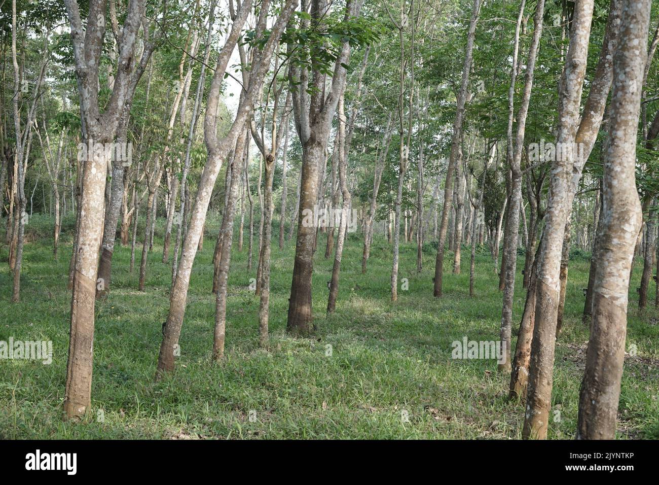 Perkebunan karet hi-res stock photography and images - Alamy