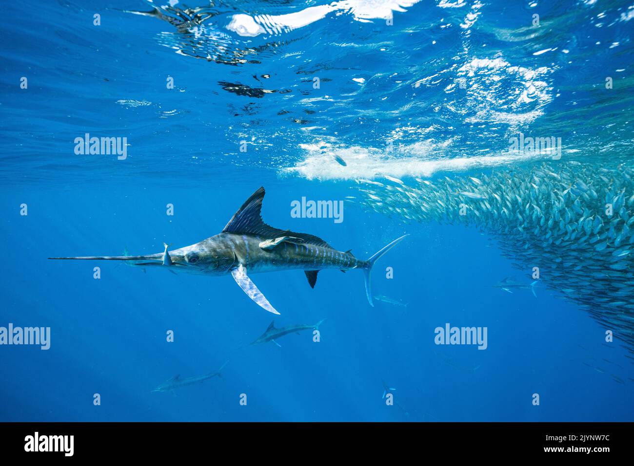 Striped marlin (Tetrapturus audax) feeding on sardine's bait ball ...