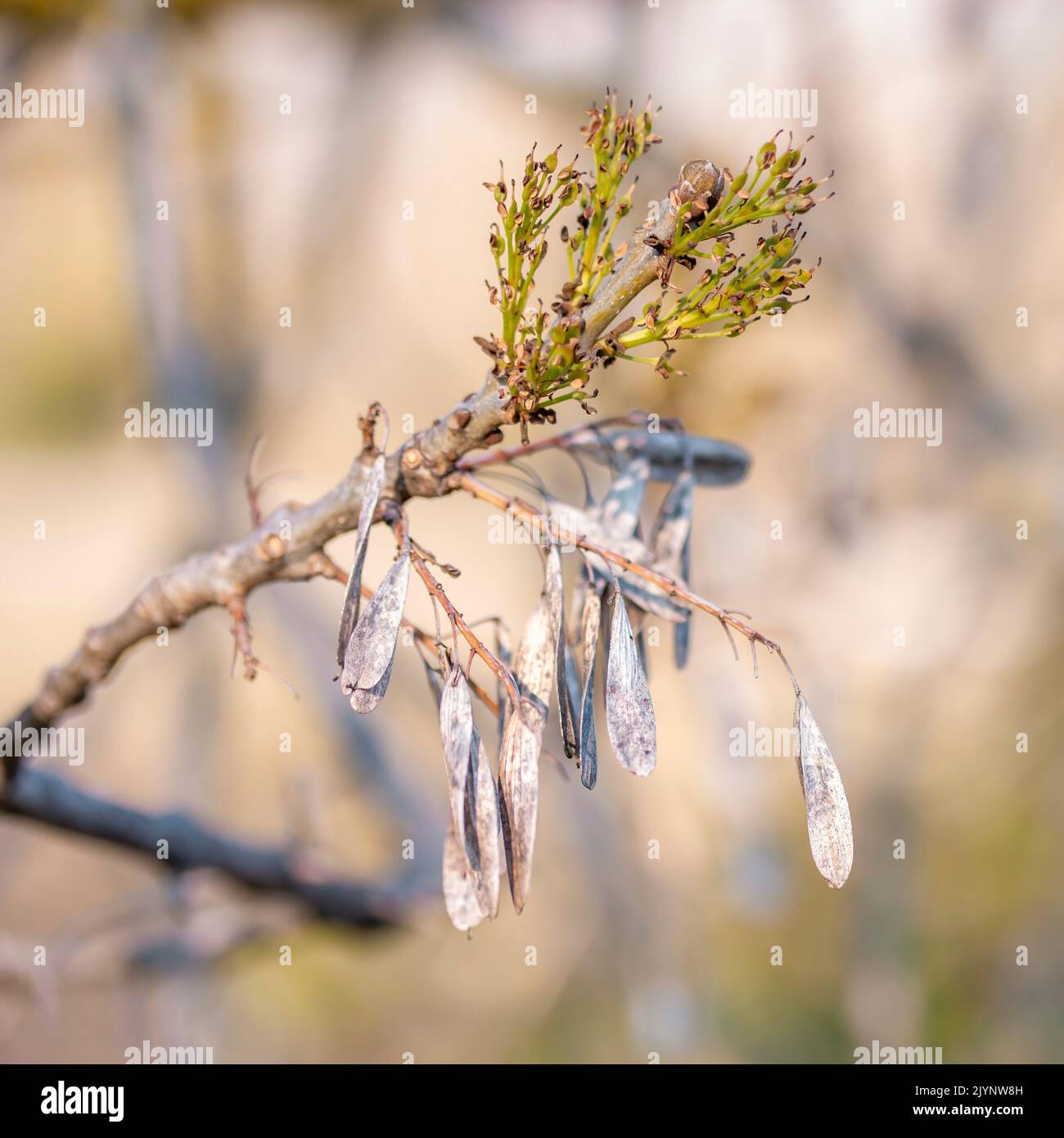 Narrow-leaved ash (Fraxinus angustifolia) in bloom,Gard, France Stock ...