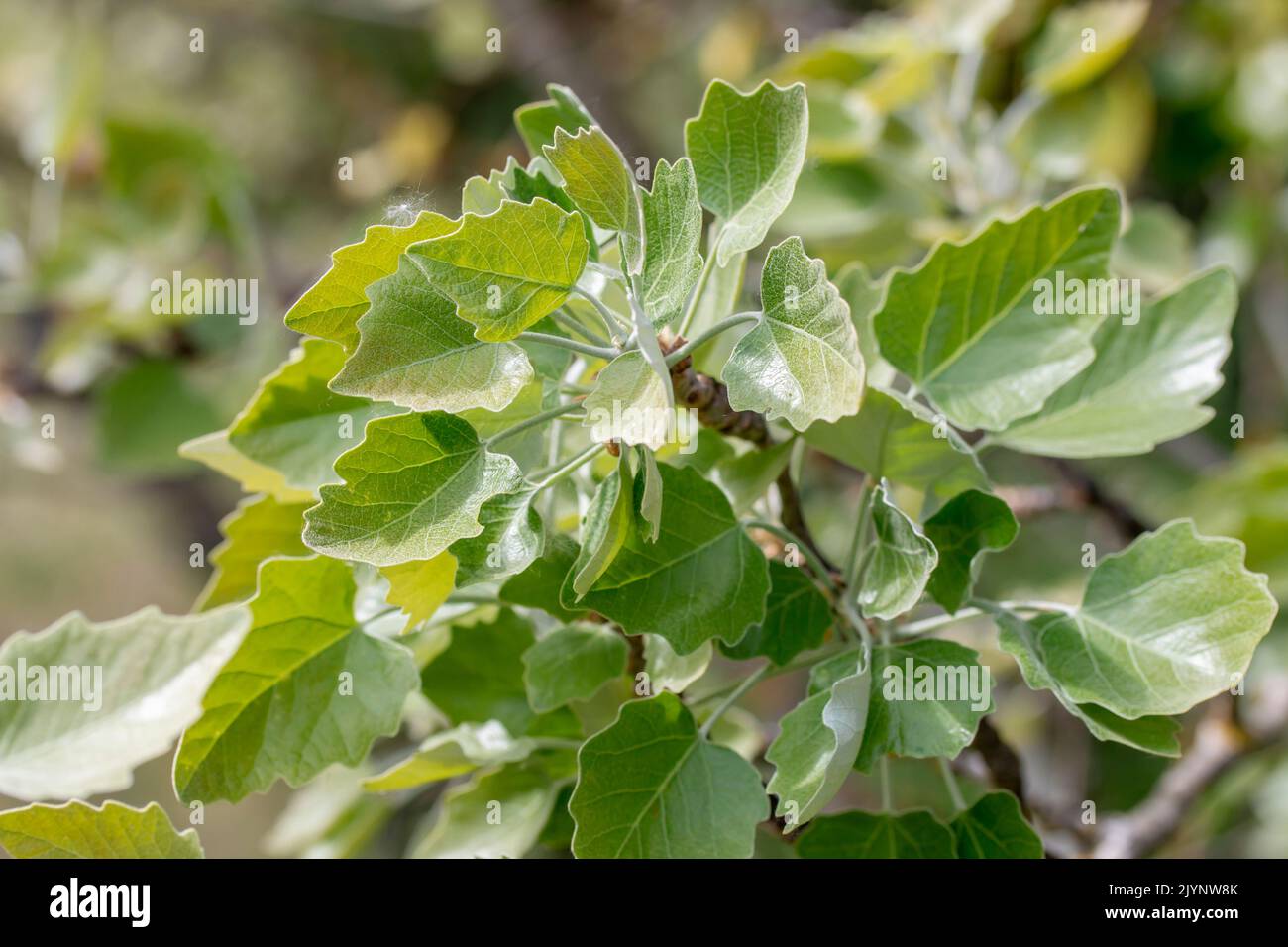 Silver poplar (Populus alba), foliage in early spring, Vaucluse, France ...