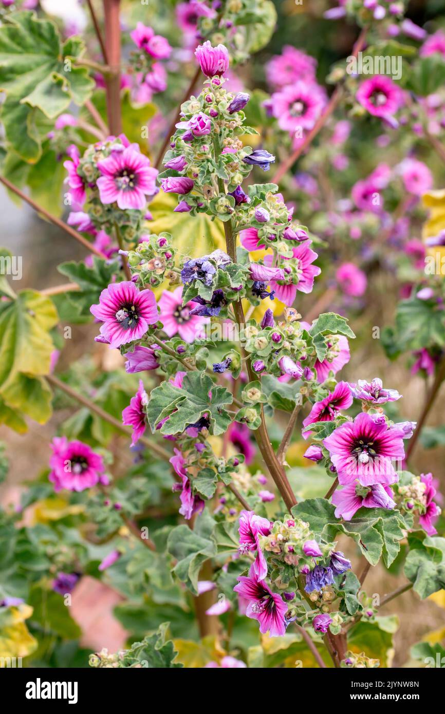 Tree mallow (Malva arborea), Bouches-du-Rhone, France Stock Photo - Alamy