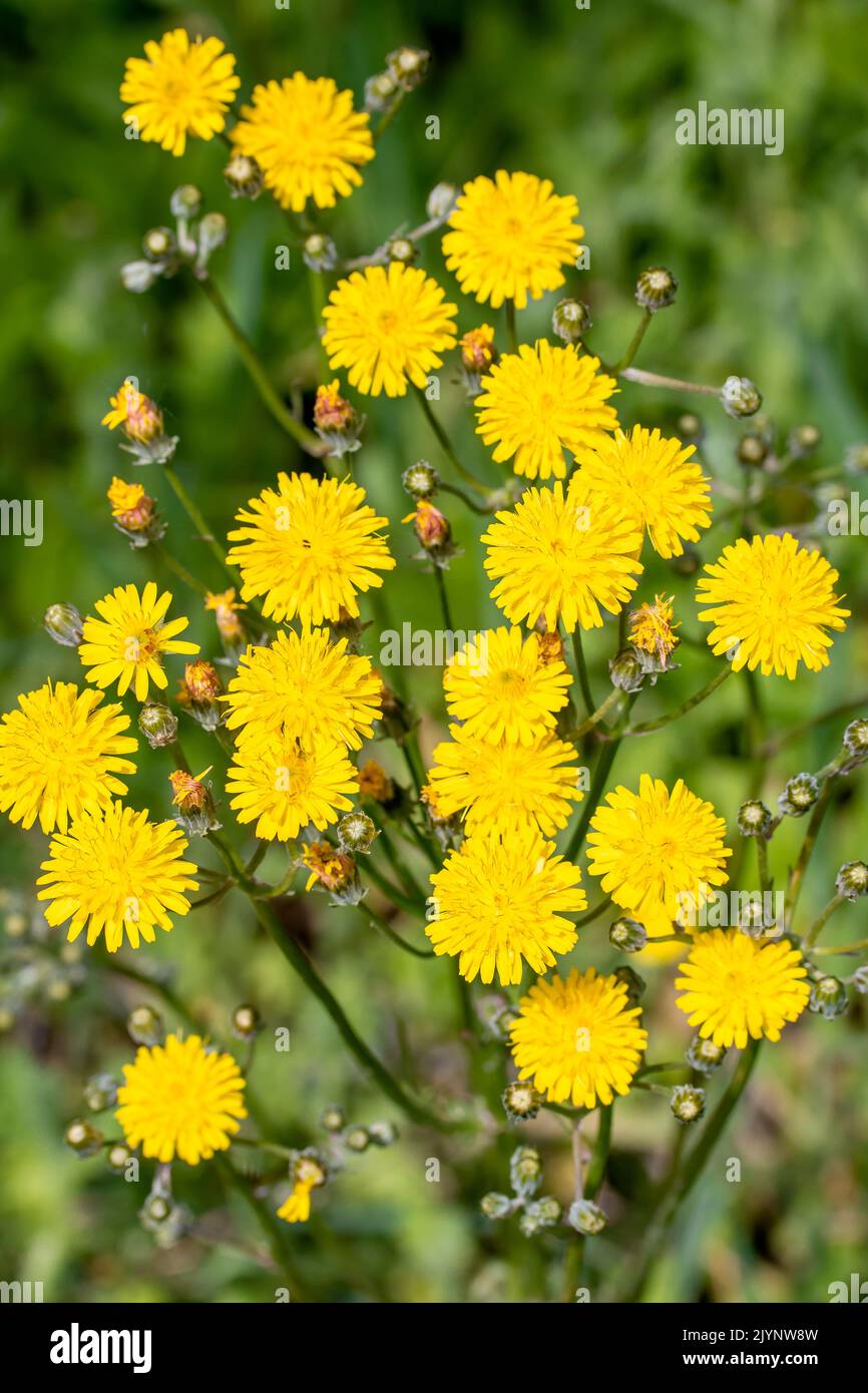 Beaked hawksbeard (Crepis vesicaria subsp. taraxacifolia), Vaucluse ...