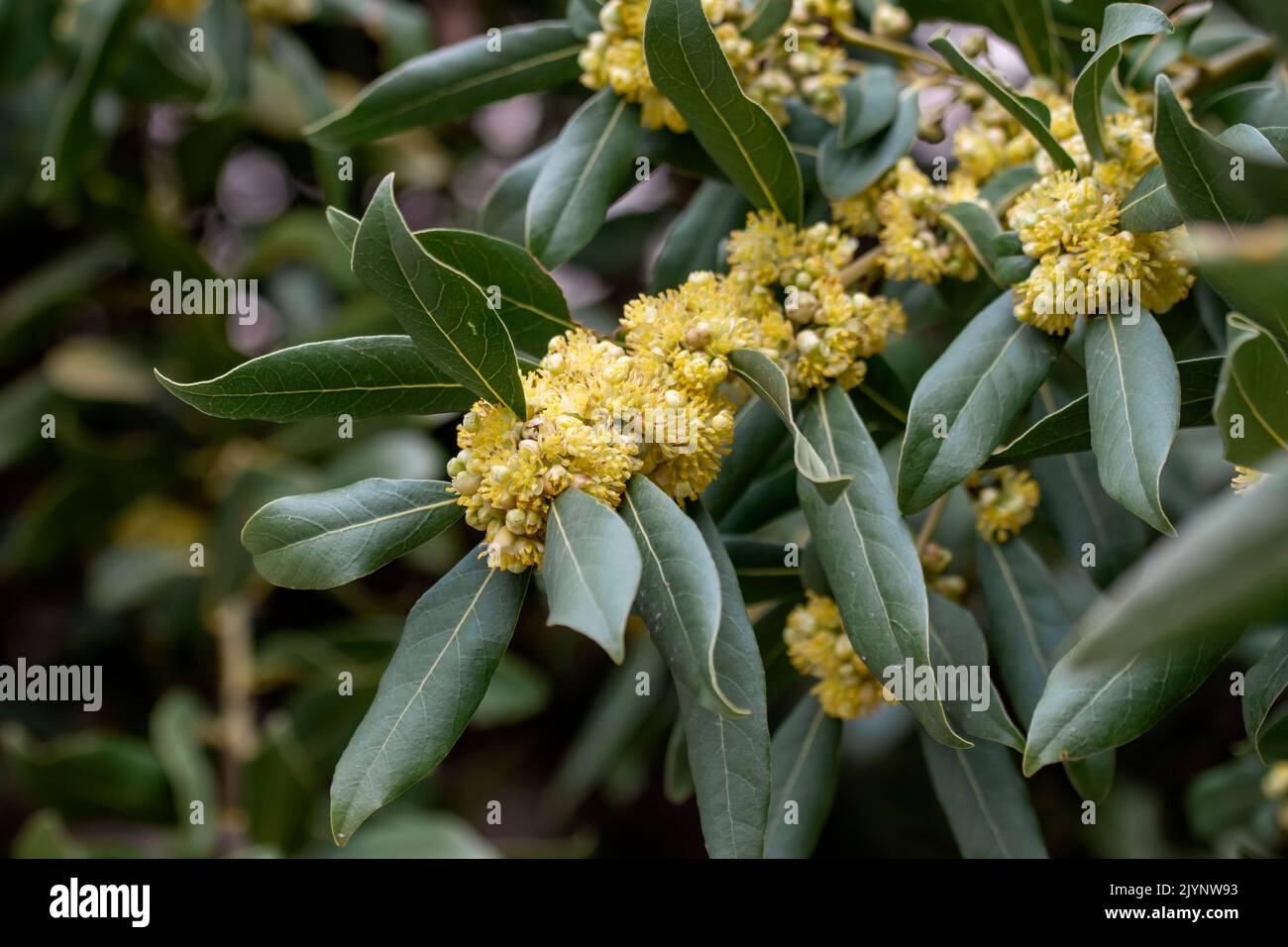 Bay Tree (Laurus nobilis) in bloom, Vaucluse, France Stock Photo - Alamy