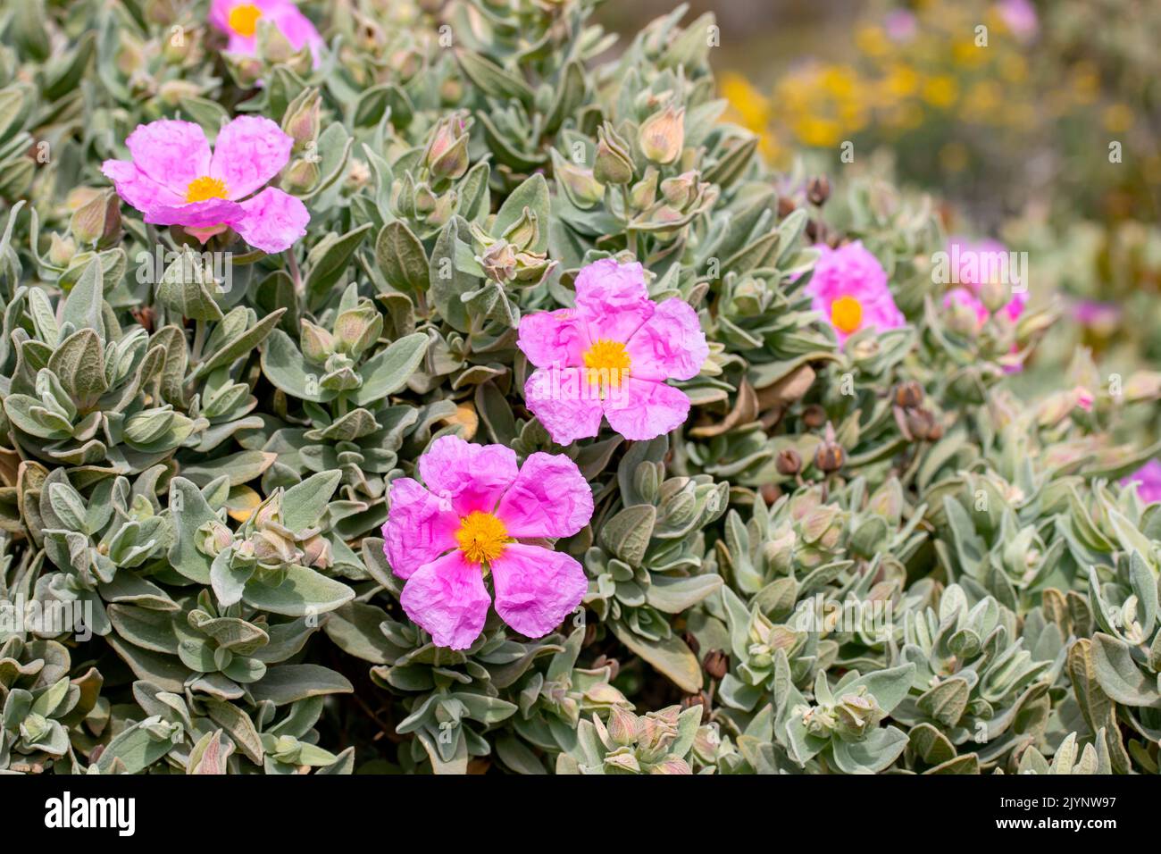 Cistus sp hi-res stock photography and images - Alamy