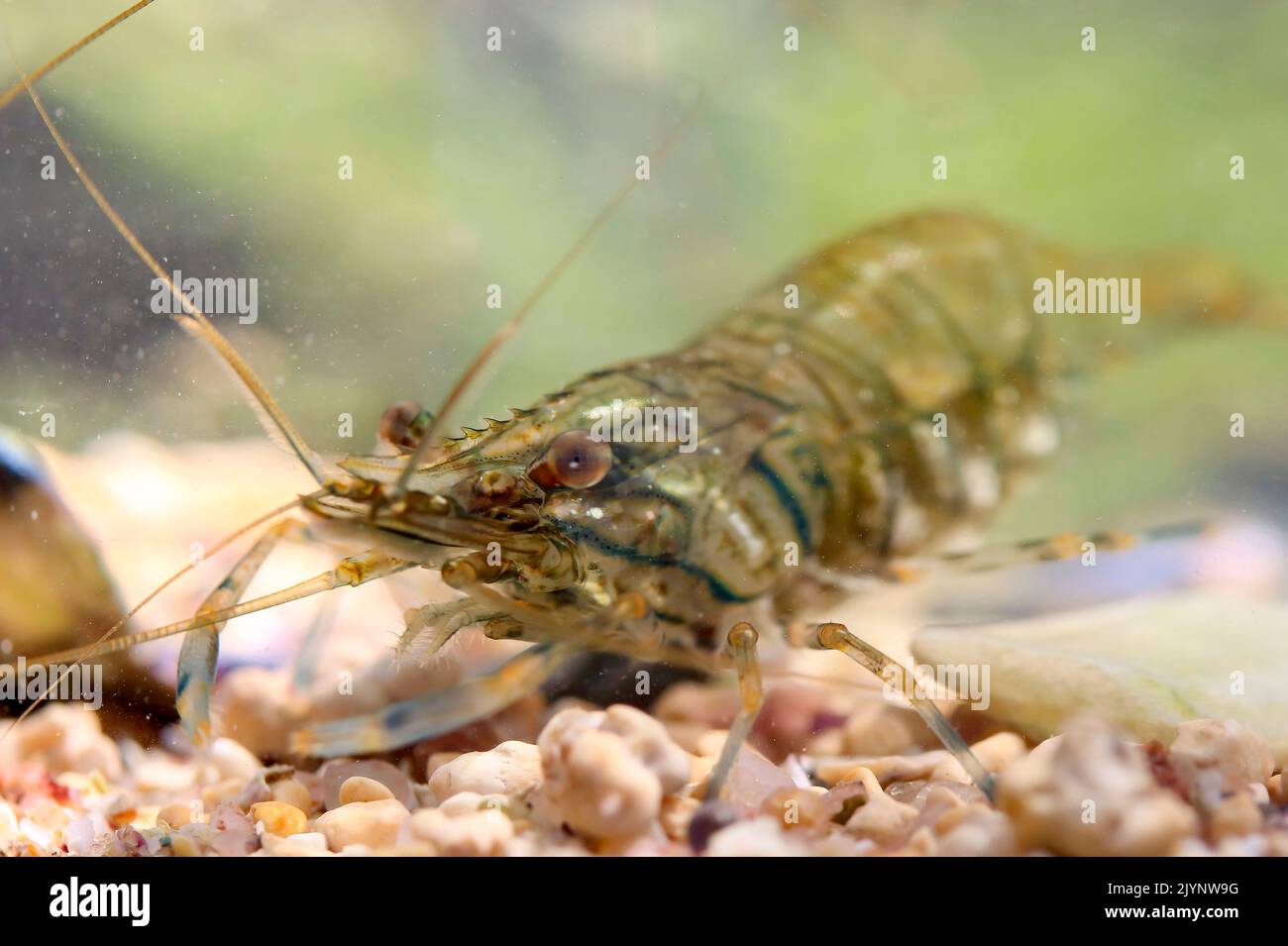Shrimp (Palaemon sp.), Cotes-d'Armor, France Stock Photo - Alamy
