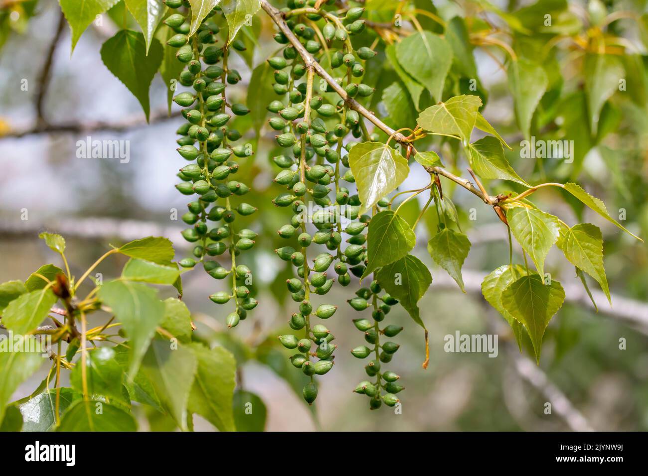Black poplar (Populus nigra), fruits and young leaves in early spring ...