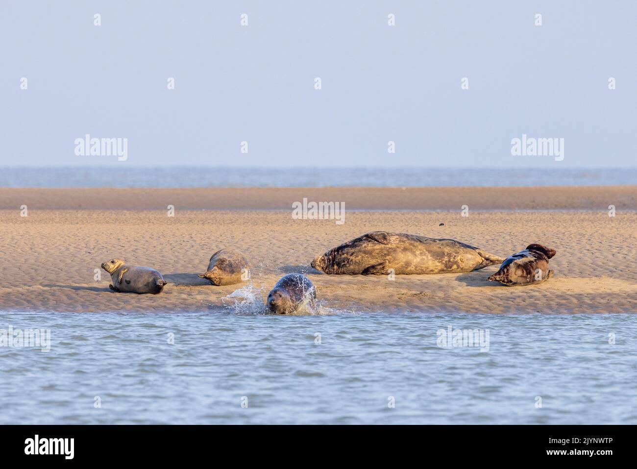 North sea grey seal hi-res stock photography and images - Alamy