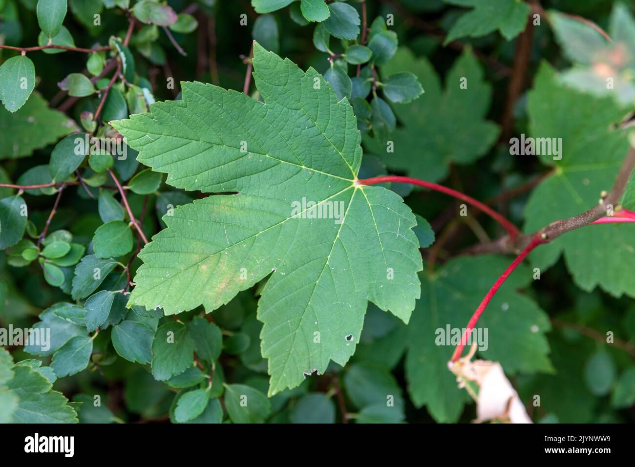 Sycamore maple (Acer pseudoplatanus) leaf in late summer, France Stock ...