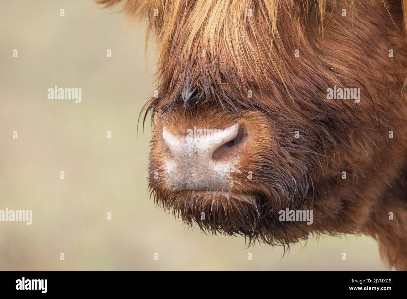 Scottish Highland Cow snout, France Stock Photo - Alamy
