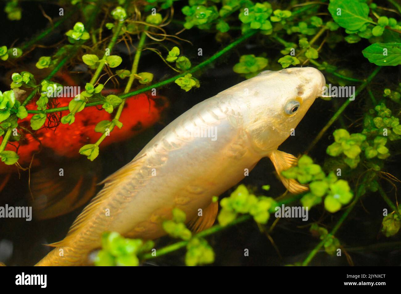 Koi Carp (Cyprinus carpio carpio) 'Platinium', Japanese Fish and ...