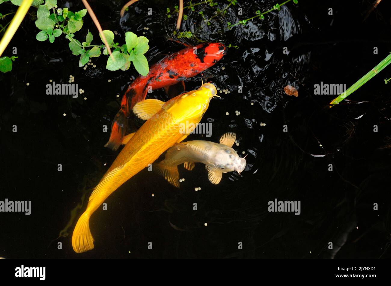 Koi Carp (Cyprinus carpio carpio) 'Platinium', 'Hi Hutsuri ogon ...