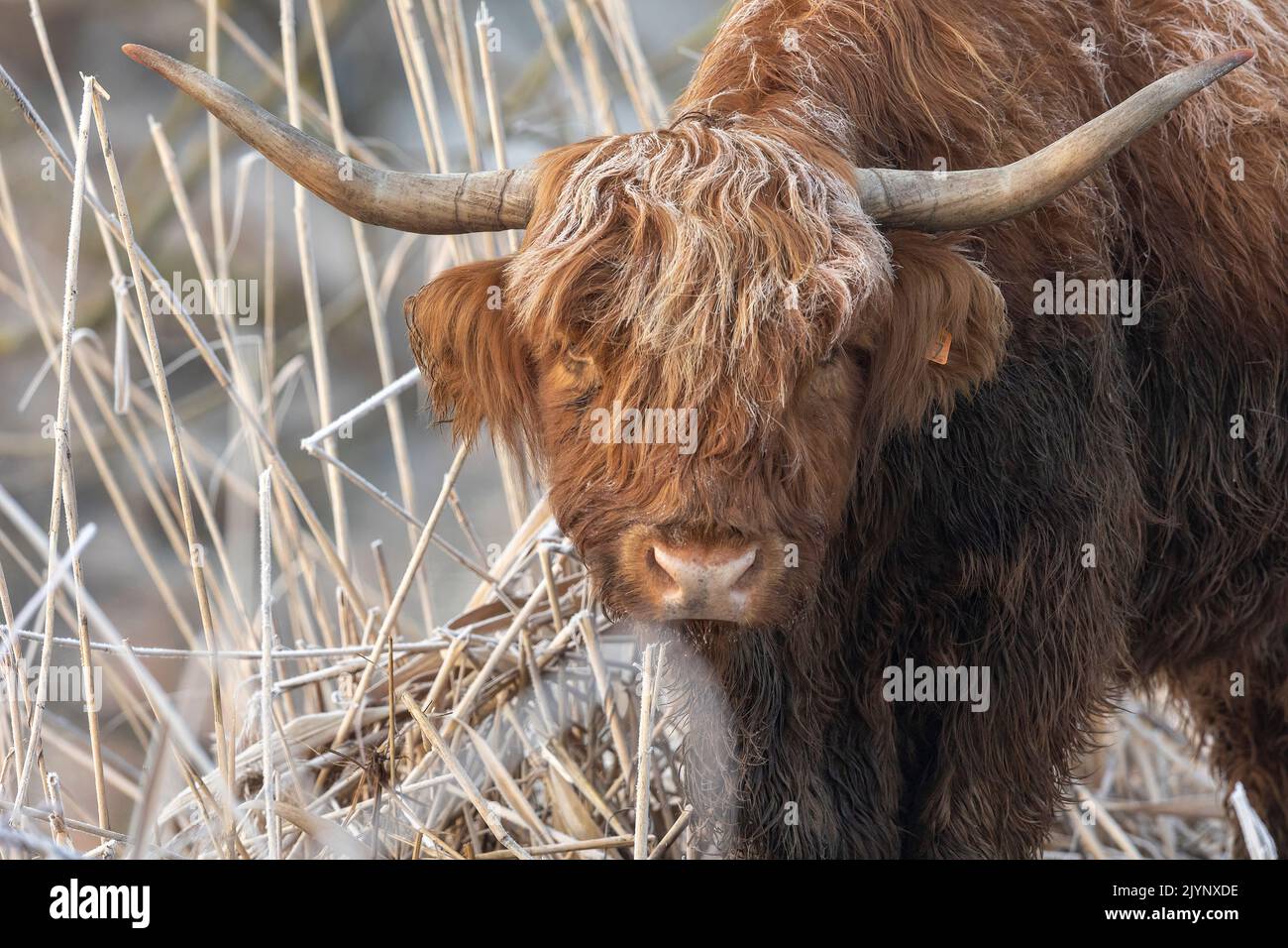 Scottish Highland Cow with frosted fur, France Stock Photo - Alamy