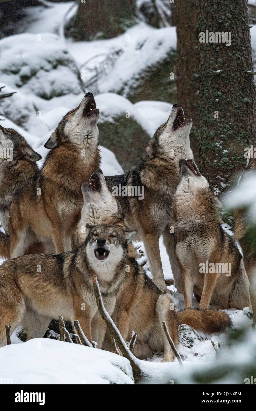 Pack of wolves howling (Canis lupus) on snow, captive, Sumava National ...