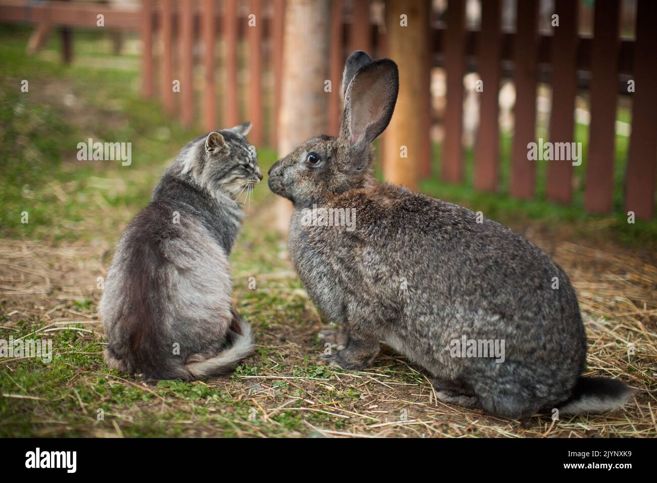 Kitten and rabbit together hi-res stock photography and images - Alamy