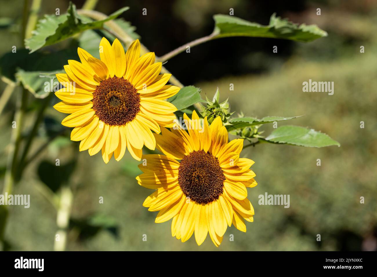Helianthus annuus, yellow common sunflowers, England, UK Stock Photo ...
