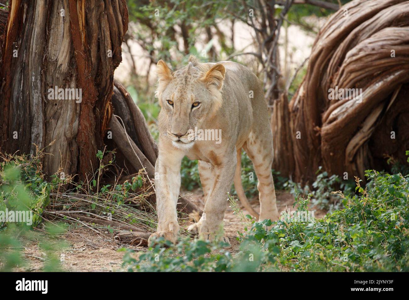 Lion (Panthera leo), Samburu Reserve, Kenya Stock Photo - Alamy
