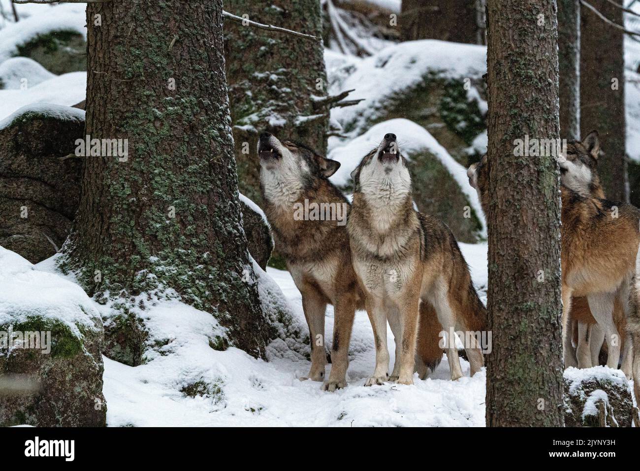 Pack of wolves howling (Canis Lupus) on snow, captive, Sumava National ...