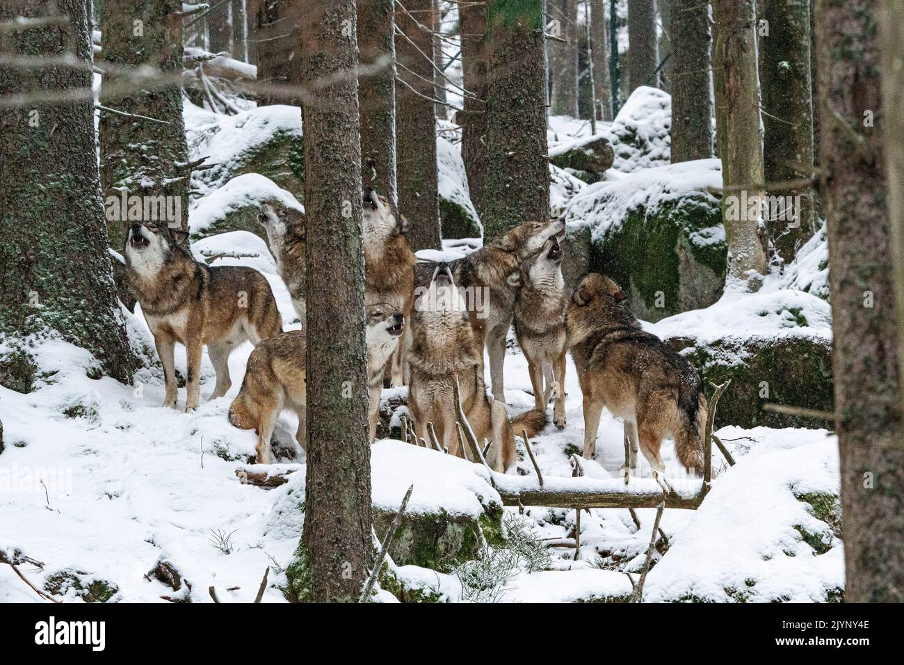 Pack of wolves howling (Canis Lupus) on snow, captive, Sumava National ...