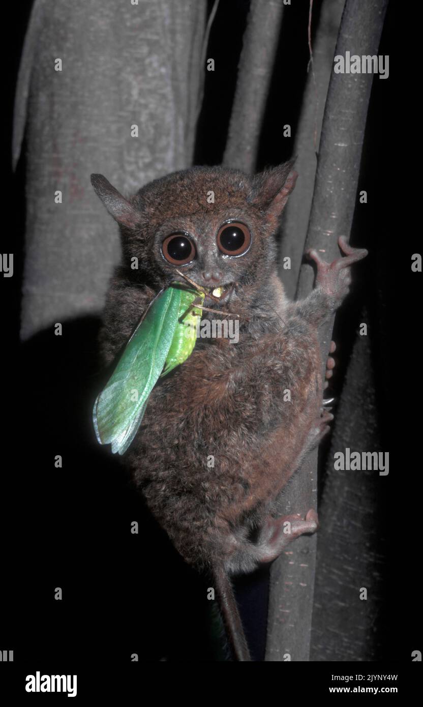 Tarsier diet hi-res stock photography and images - Alamy
