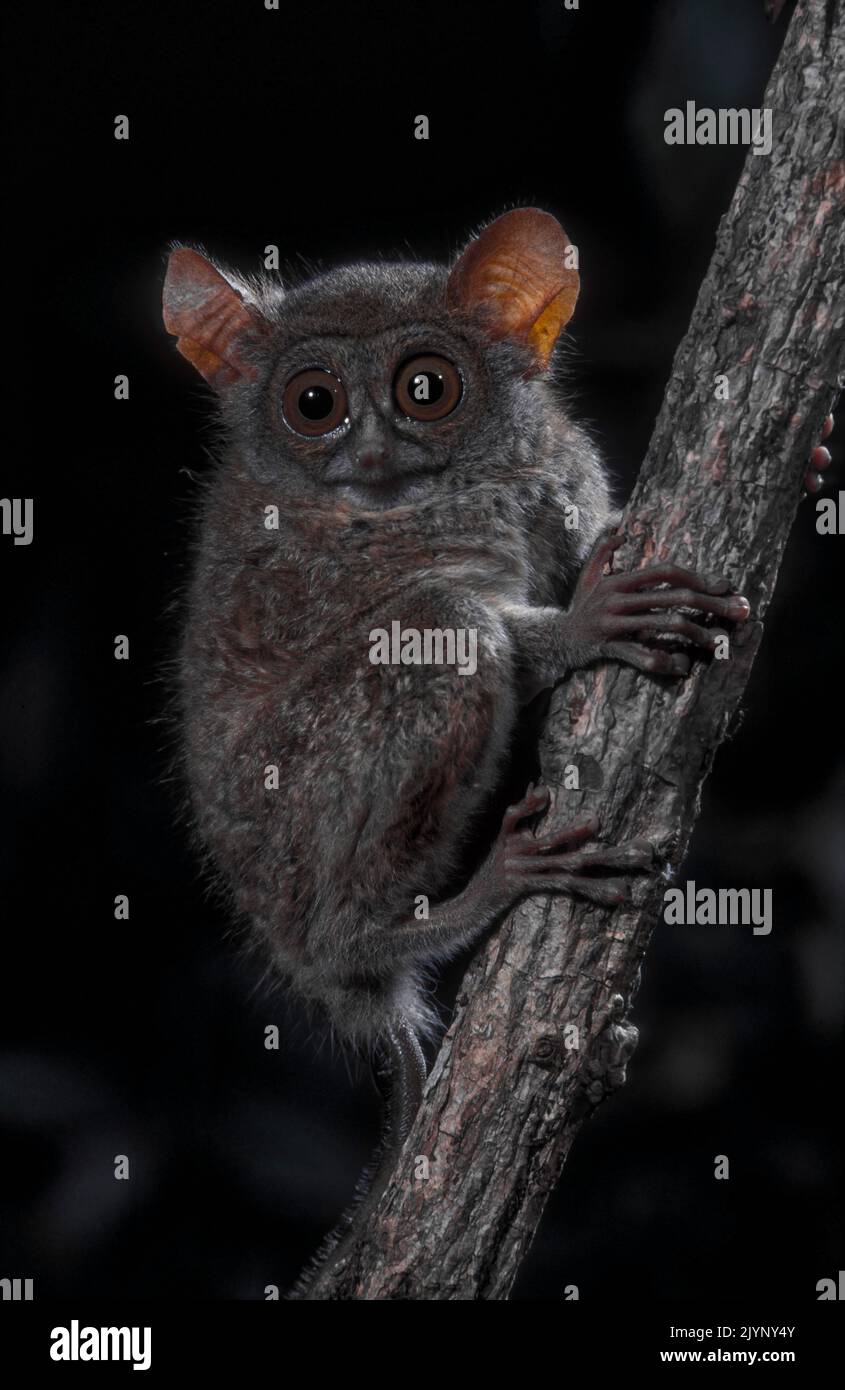 Western Tarsier (Cephalopachus bancanus) , Bukit Barisan Selatan ...