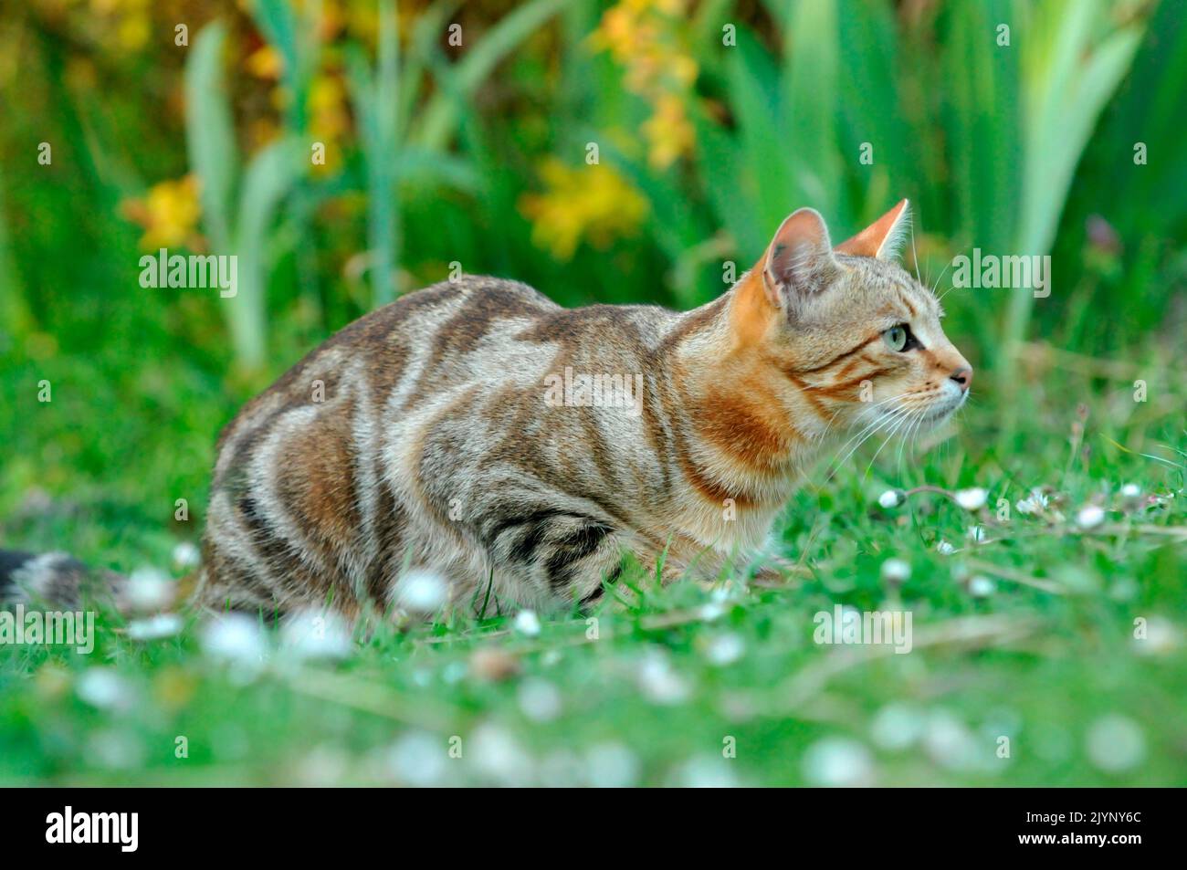 House cat stalking hi-res stock photography and images - Alamy