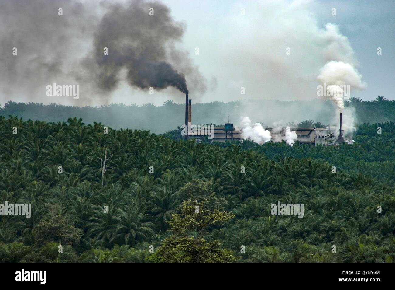 Pollution in rain forest, Sumatra Stock Photo - Alamy