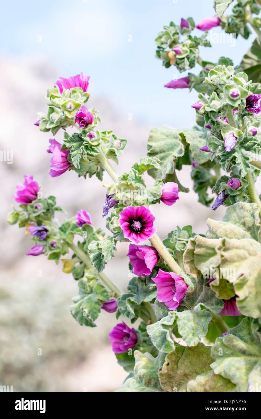 Tree mallow (Malva arborea), Calanques National Park, Bouches-du-Rhone ...