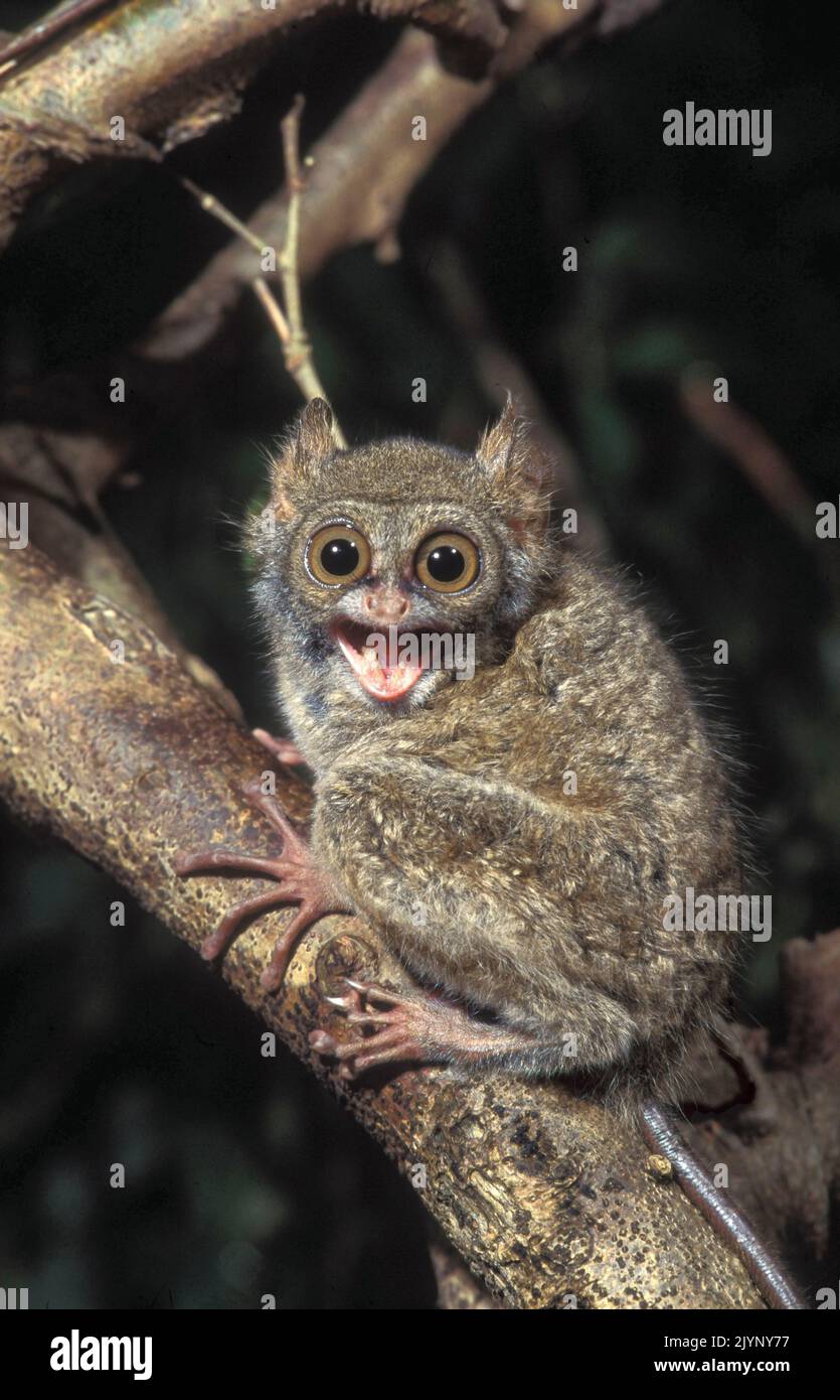Western Tarsier (Cephalopachus bancanus) , Bukit Barisan Selatan ...