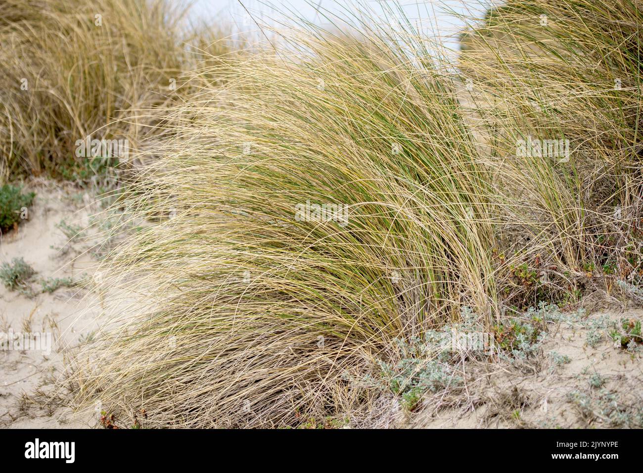 Marram grass (Ammophila arenaria ssp. arundinacea), Gard, France Stock ...