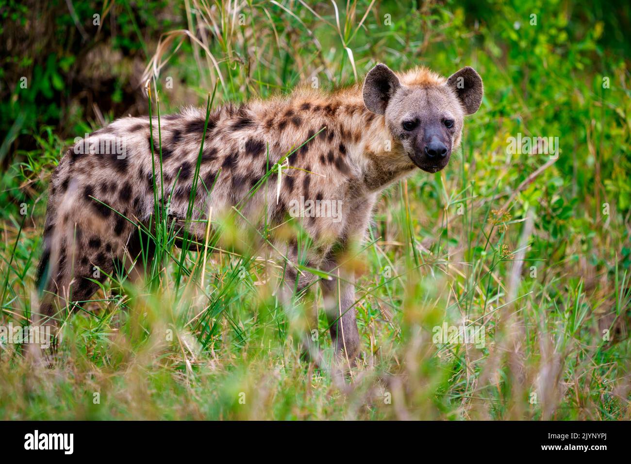 Spotted hyena or laughing hyena (Crocuta crocuta). Kruger National Park ...