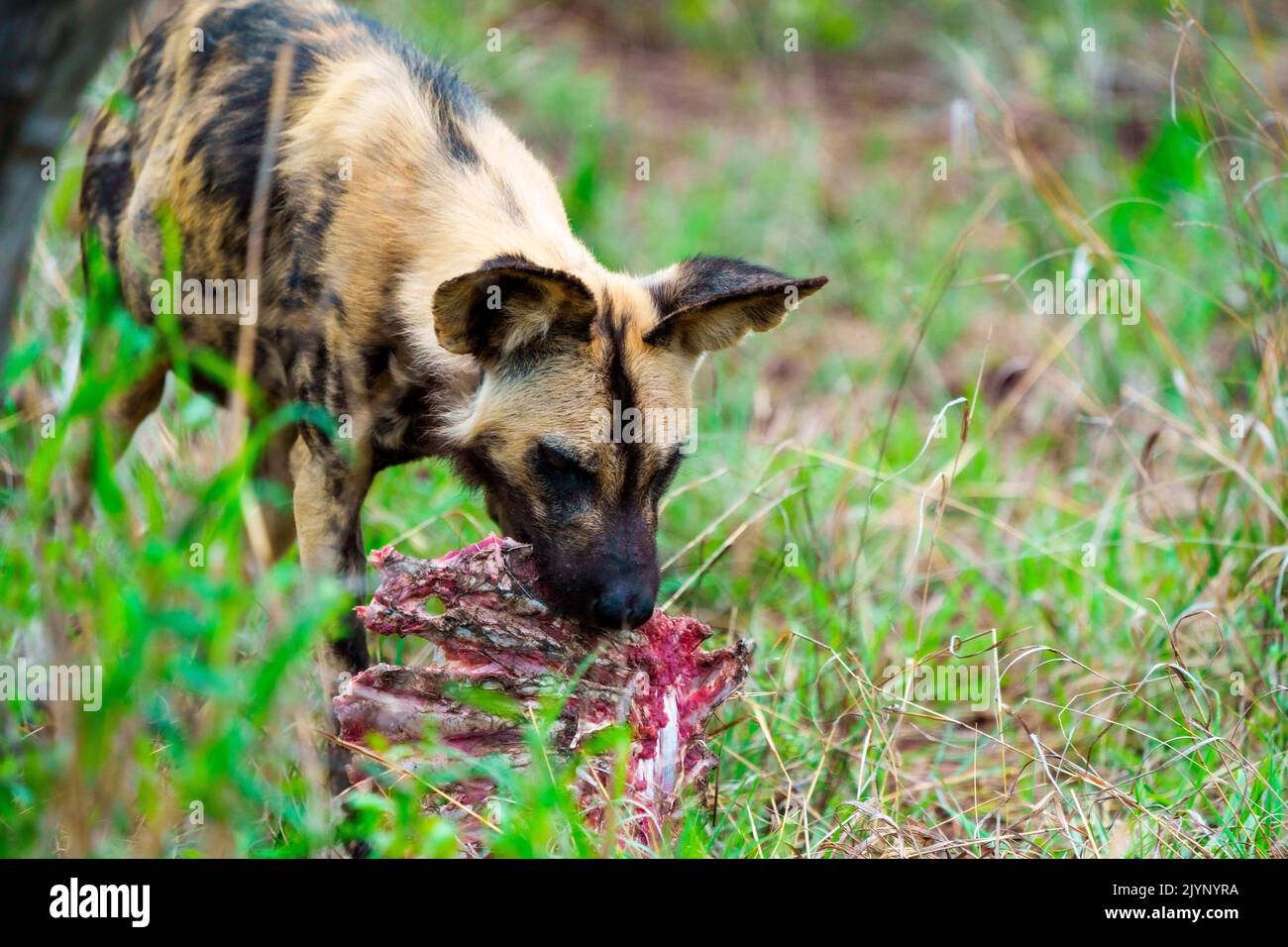 African wild dog, African painted dog, painted wolf or African hunting ...